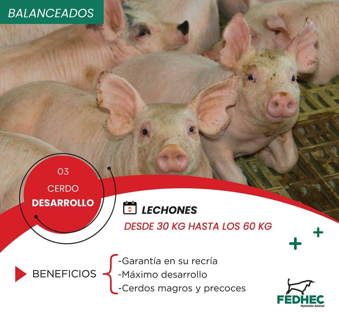 BALANCEADO CERDOS DESARROLLO | FEDHEC Nutrición Animal